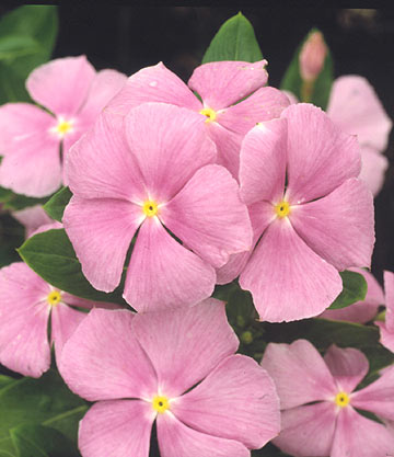 Dr. Dan's Garden Tips: Vivid Vincas