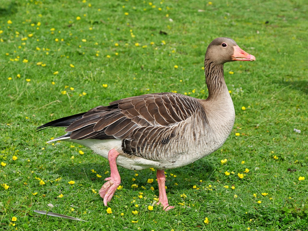Urban birds in Oslo: Anser anser, greylag goose, grågås
