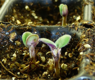 HOW TO GROW SAGE FROM SEED |The Garden of Eaden