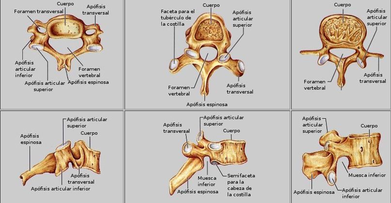 Dr. Jorge Cabrera: La vertebra