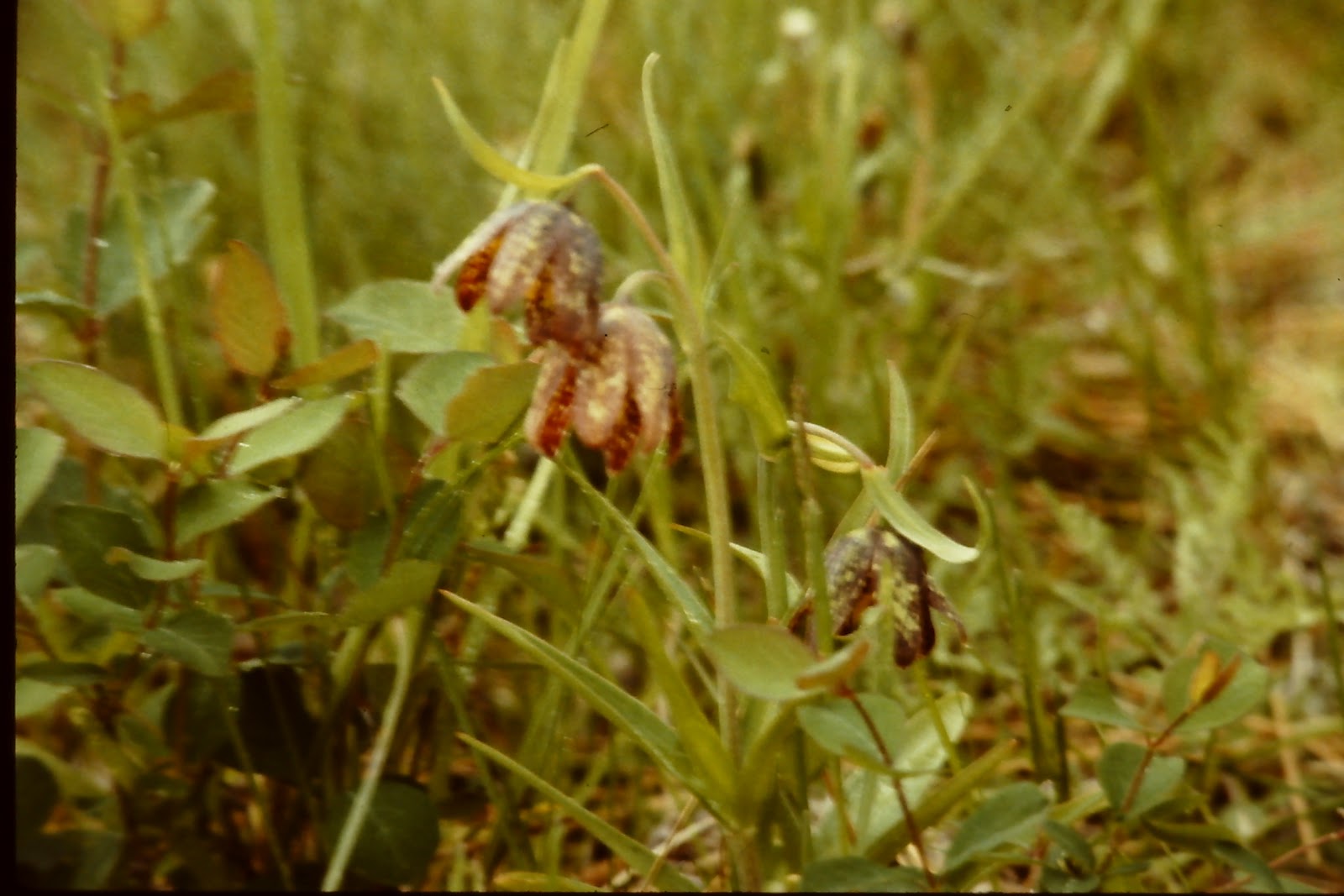 Lakes,Trails and Tales of the Golden Triangle: May 2012