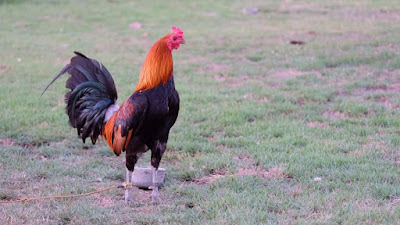 Gilmore Hatch Gamefowl History - World Of Gamefowl