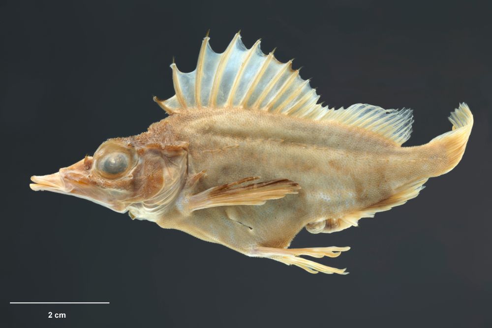 Artes de Pesca: ACTINOPTERYGII