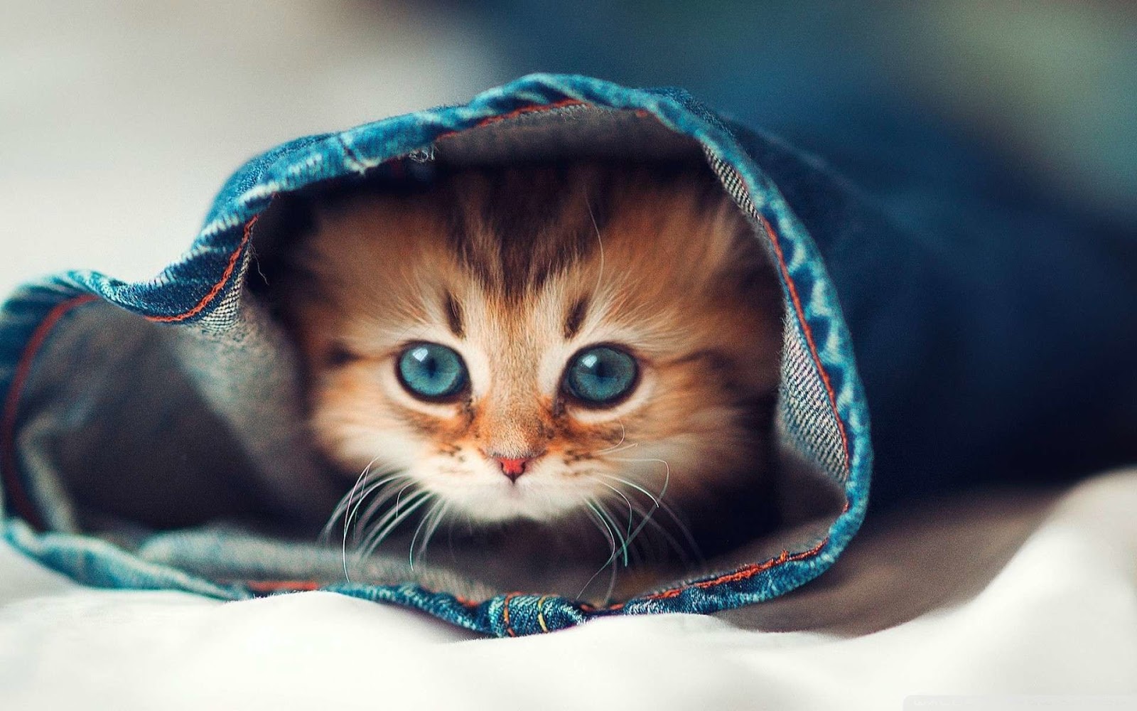 Cute Cat Wallpaper HD + For Android And Desktop