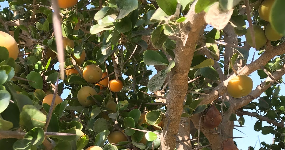 Gardening : Kei Apple selections. Sweet female #4