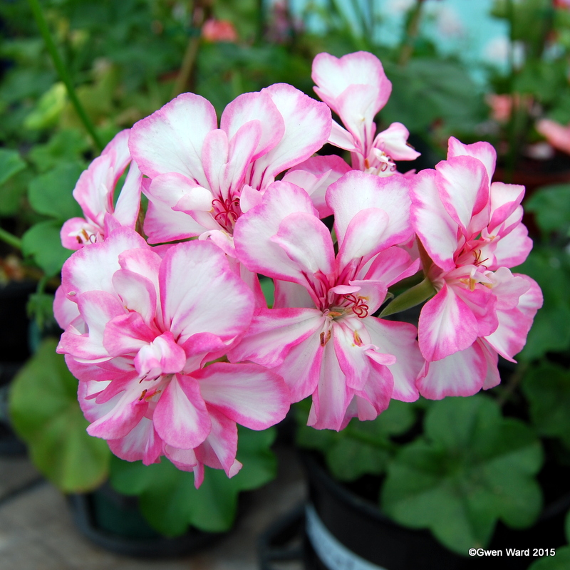 PERFECT PELARGONIUMS: Wordless Wednesday - 08/07/15 - Picotee - Ivy ...