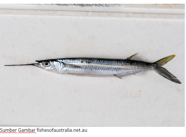 Fantastic Sea: Nama-Nama Ikan Laut Terlengkap Beserta Gambarnya