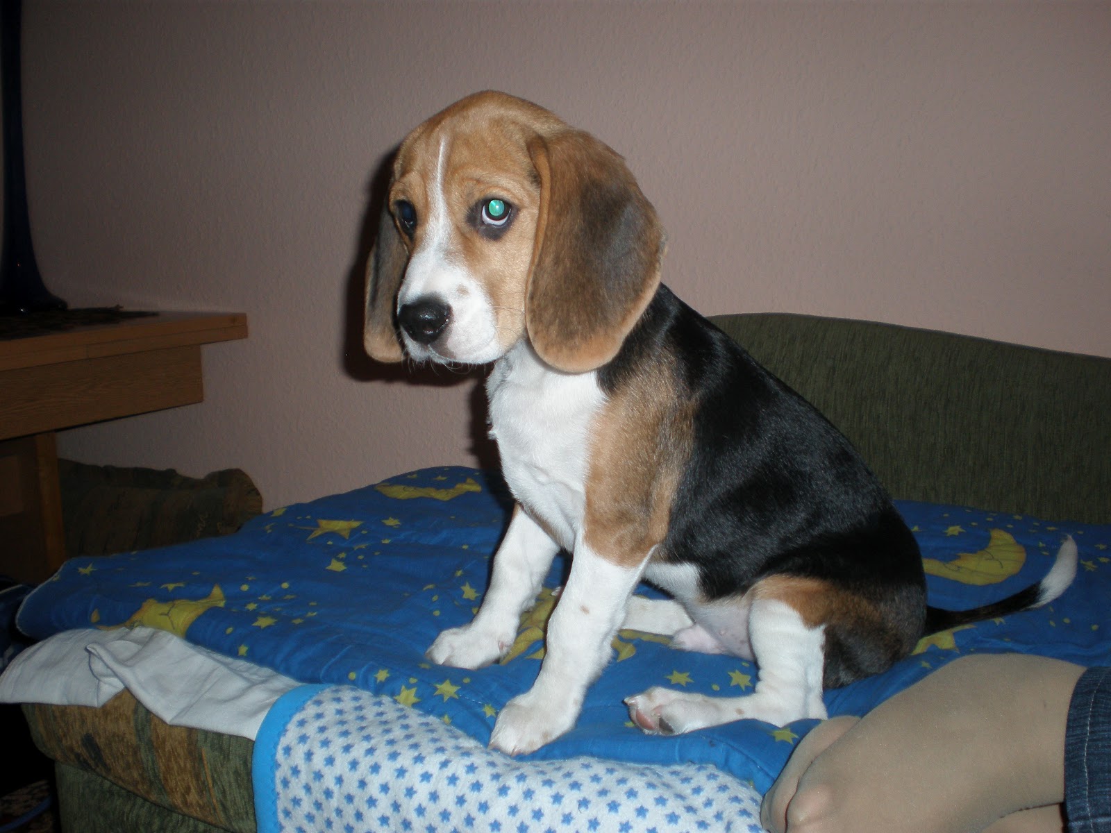 Pies beagle