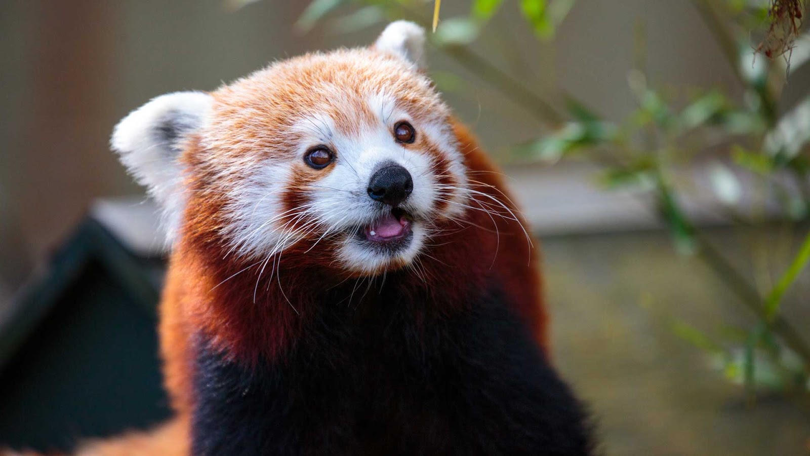 ANIMALS TIME : Red Panda (Gallery 4)