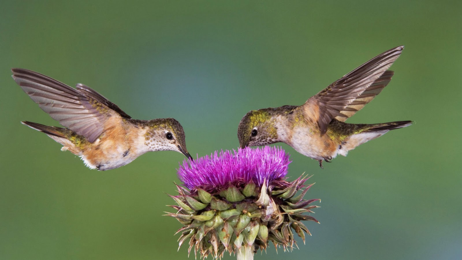 Vogels Achtergronden