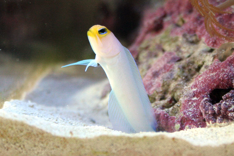 Yellowhead Jawfish - Fishes