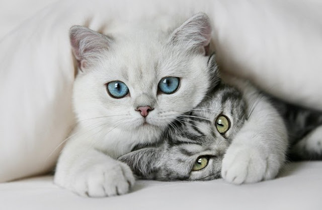 Cute Cats Photos [10 Pic] ~ Awesome Pictures