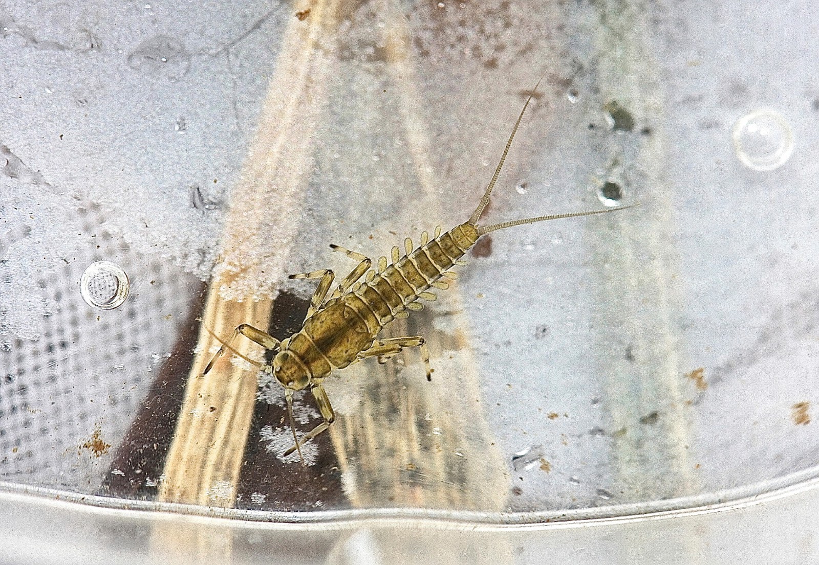 Aquatic Insects of Central Virginia: The small minnow mayfly ...