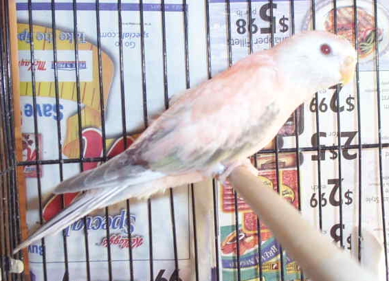 The Splendid Bourke Bird Blog: Red-Eyed Rosy Bourke Babies