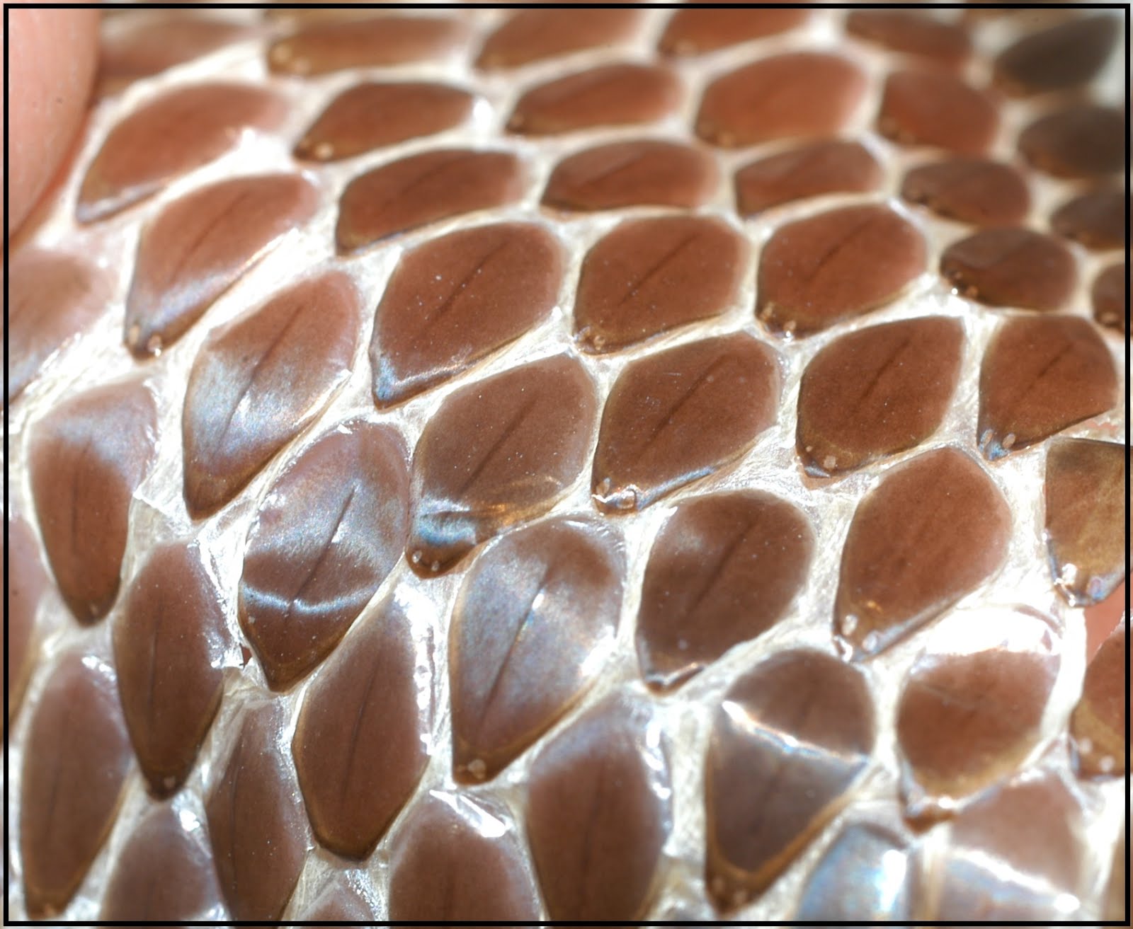 Biology of the Reptilia: Lab 1: General Anatomy of Reptiles. Chalaza ...