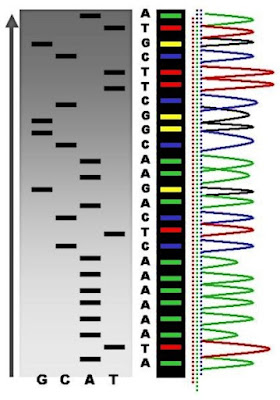 Detecting integration of viral vector DNA into the host genome for Gene ...