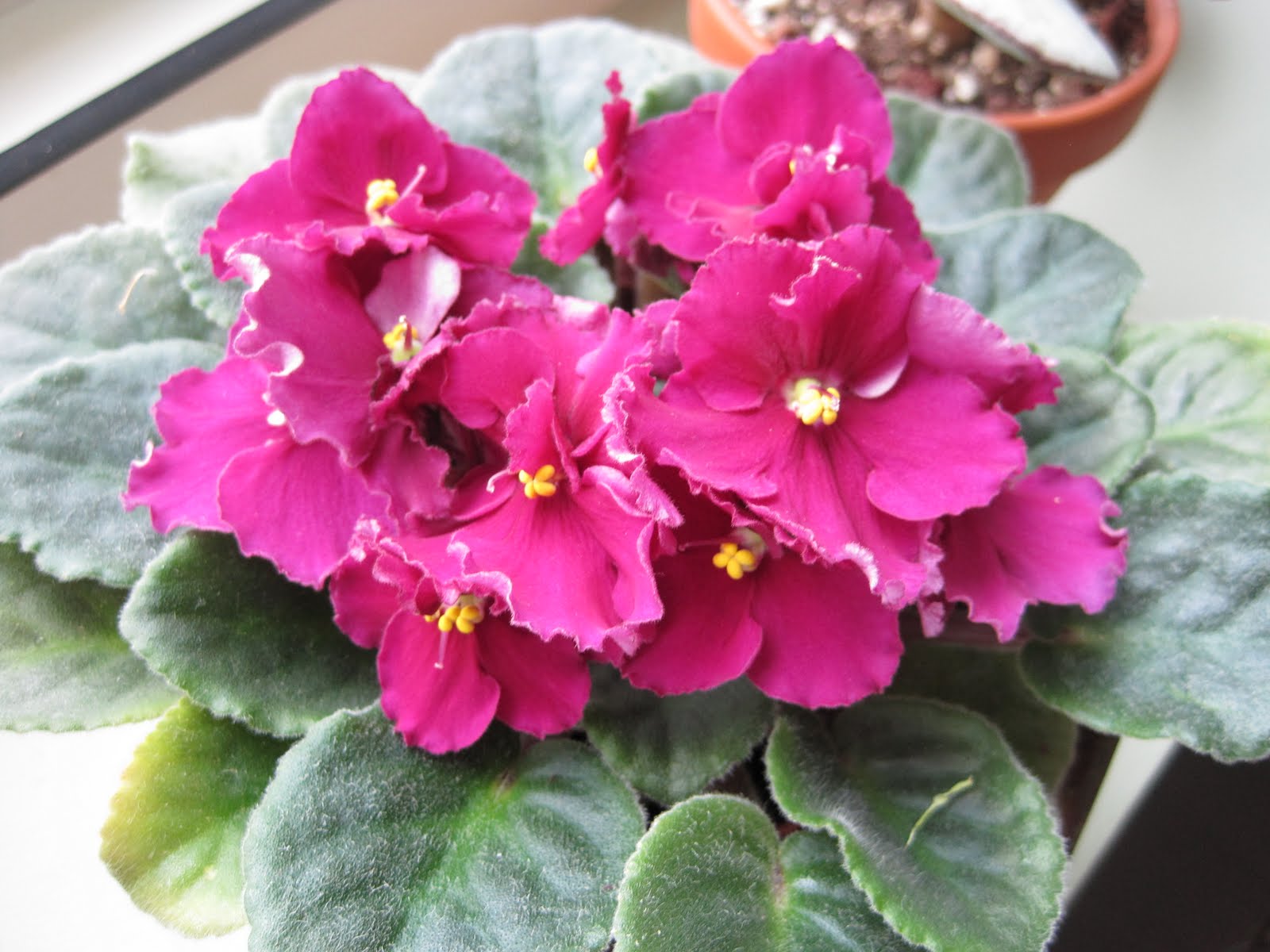 Saintpaulia (African Violet) - Flowers