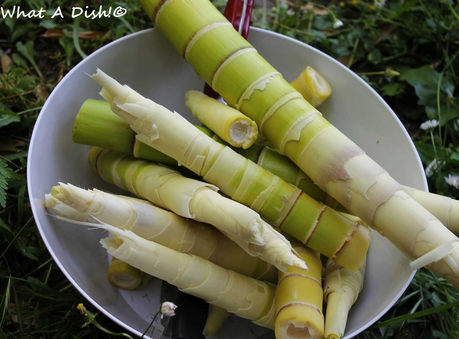 What A Dish!: Fresh Bamboo Shoot Red Curry (+ Basil Stir Fry)