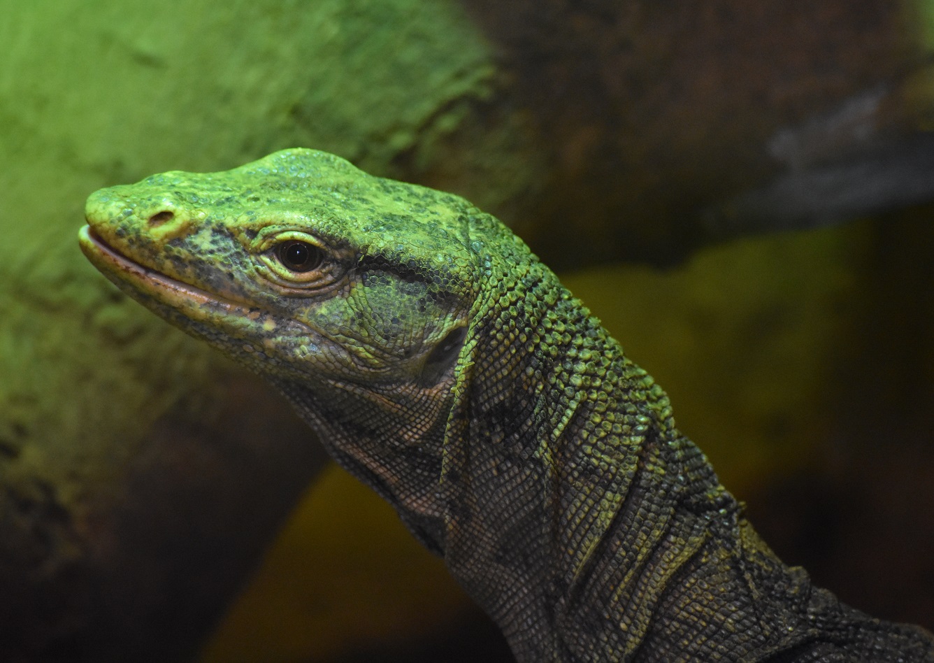 ZOOTOGRAFIANDO (6.100 ANIMALS): VARANO DE GRAY / GRAY´S MONITOR ...