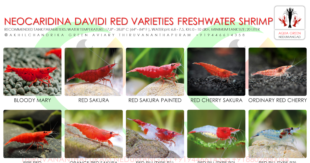 NEOCARIDINA DAVIDI RED VARIETIES FRESHWATER SHRIMP