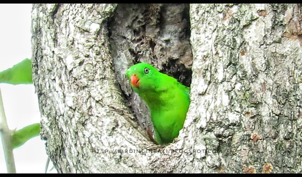 Birds of Bali - Galery