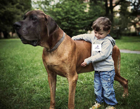 Graden dog price in India 2022 | Great Dane dog price in Delhi ...