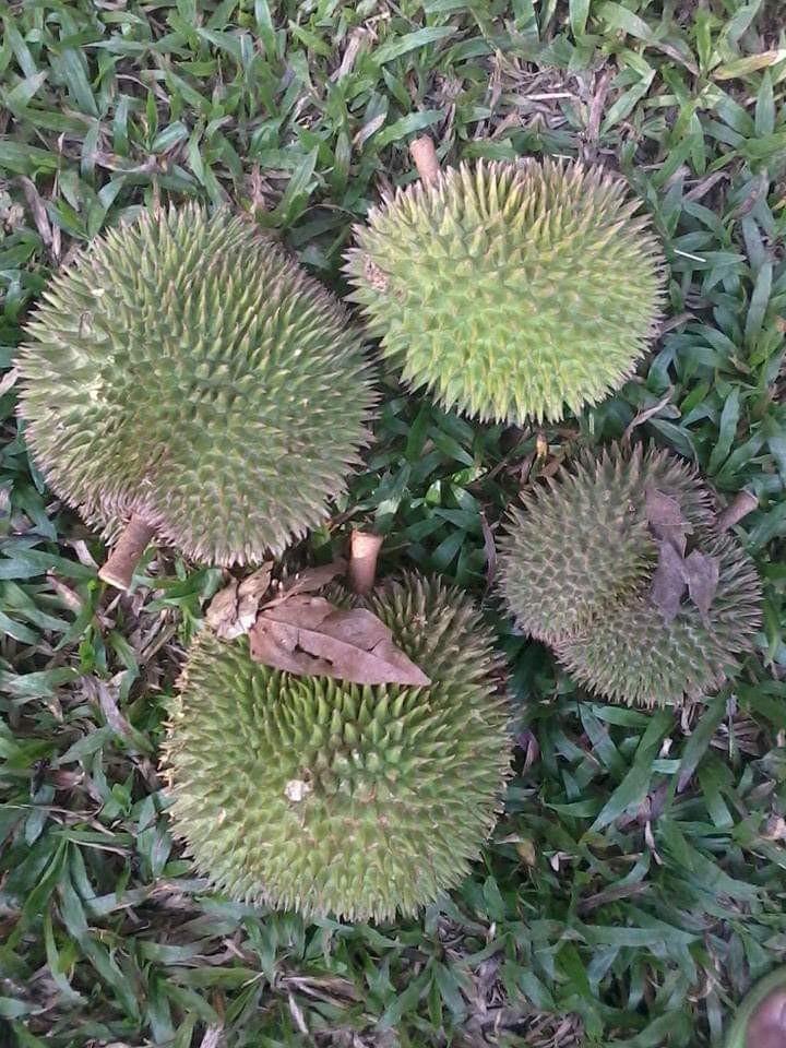 Nota Untukmu : Perjalanan akhir tahun 2019 - Mencari durian di dusun ...