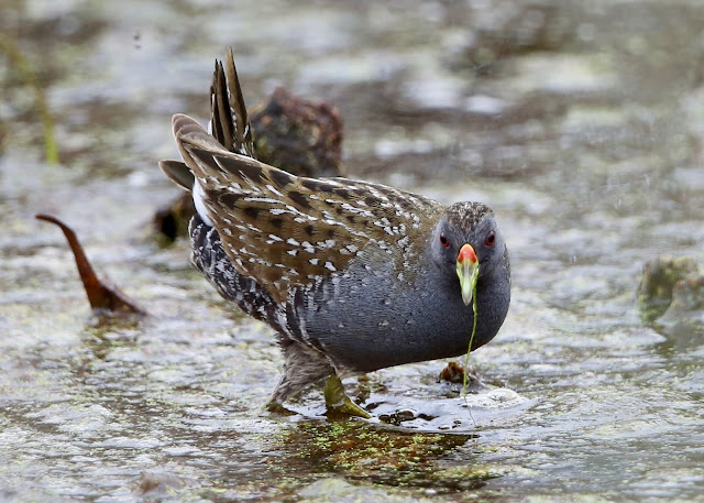 Avithera: Crakes