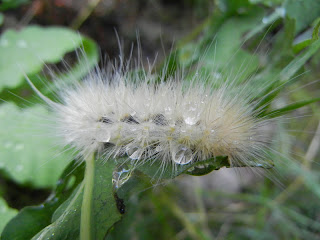 GranWood Explores: Caterpillar Field Guide