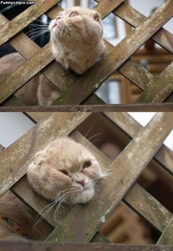 Your Source of Randomness: WTF Kitty Pictures