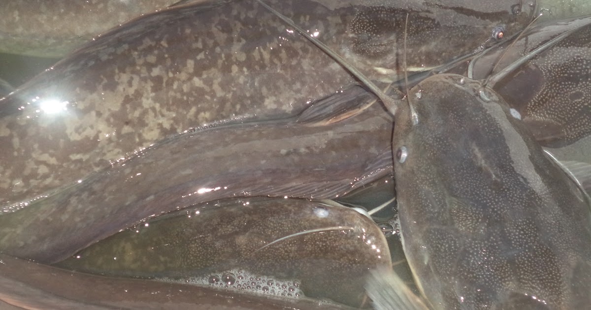 Pusat Bibit Lele Sangkuriang dan Mutiara Pati