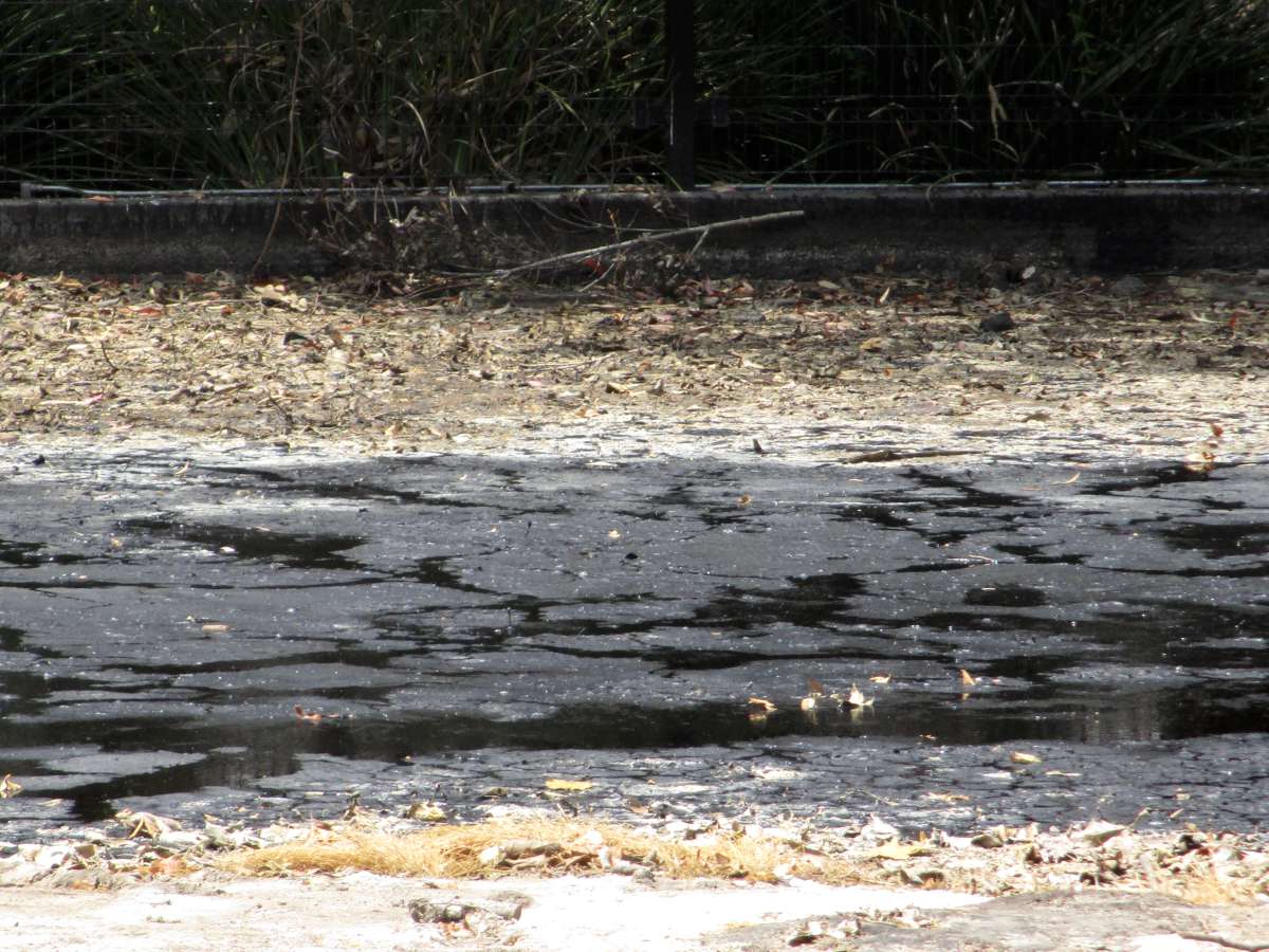 DAY 8: Still Los Angeles - Tar Pits and Farmers Market