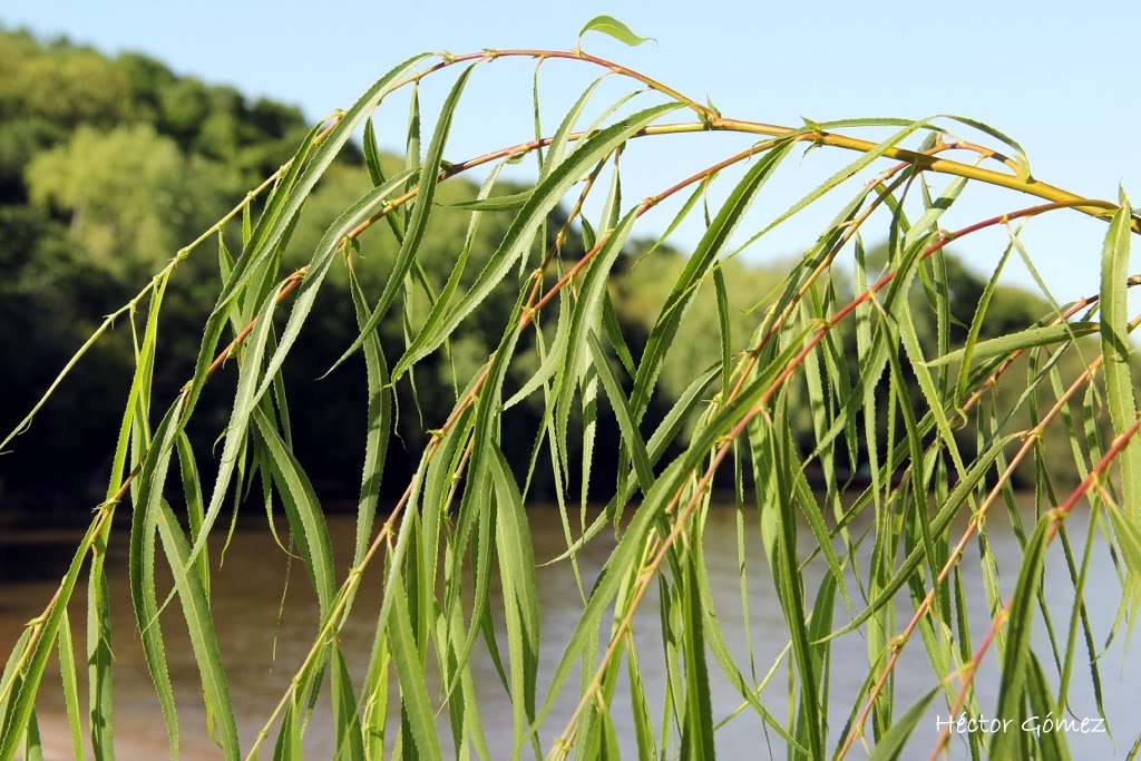 Investigación de Flora y Aves del balneario "Las Cañas": Especies ...