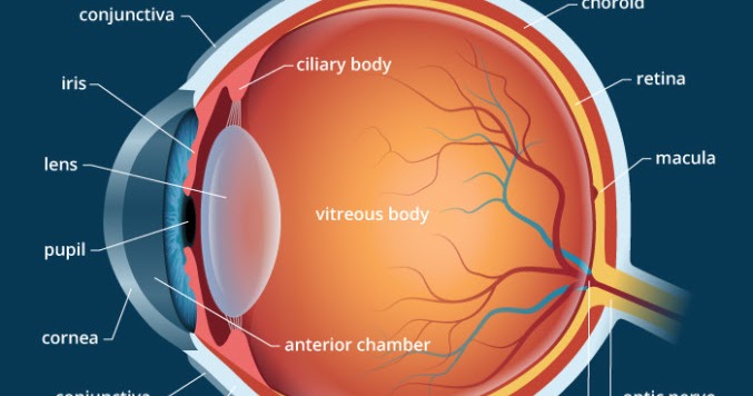 PHYSICAL ASSESSMENT- EYE & EAR