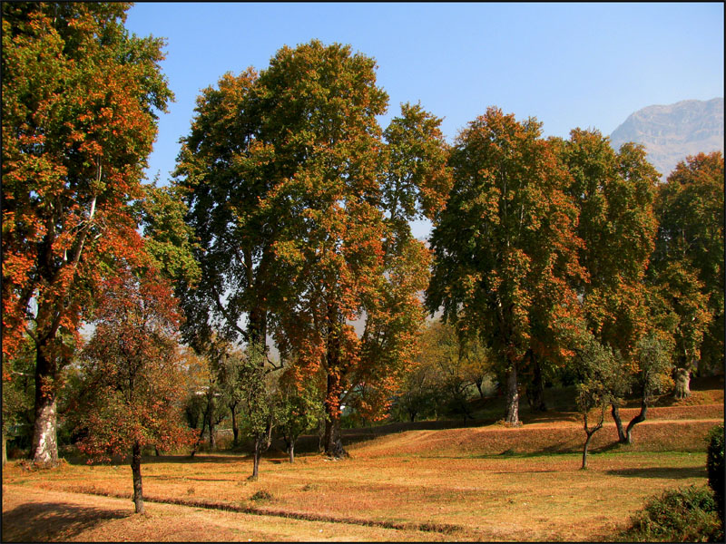 Jammu And Kashmir: Chinar Tree in Kashmir valley