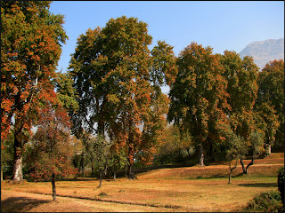 Jammu And Kashmir: Chinar Tree in Kashmir valley
