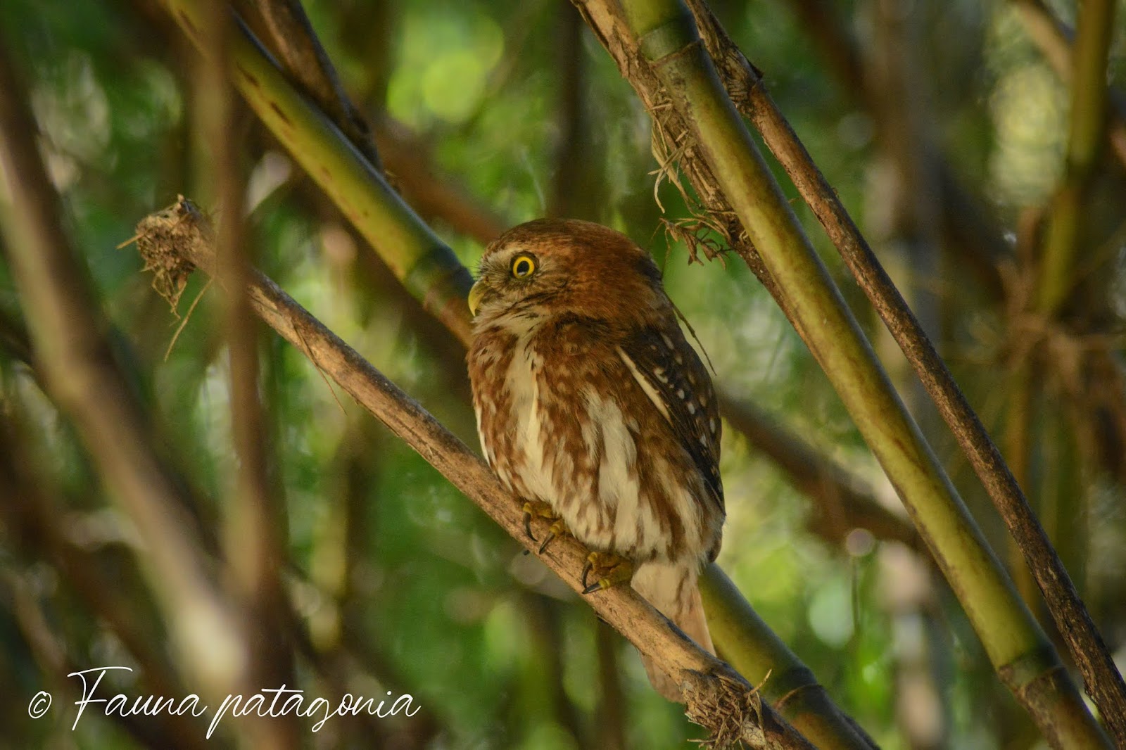 Fauna Patagonia: Chuncho (Glaucidium nana)