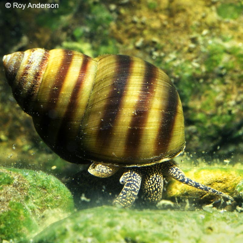 Variety of Life: Viviparoidea