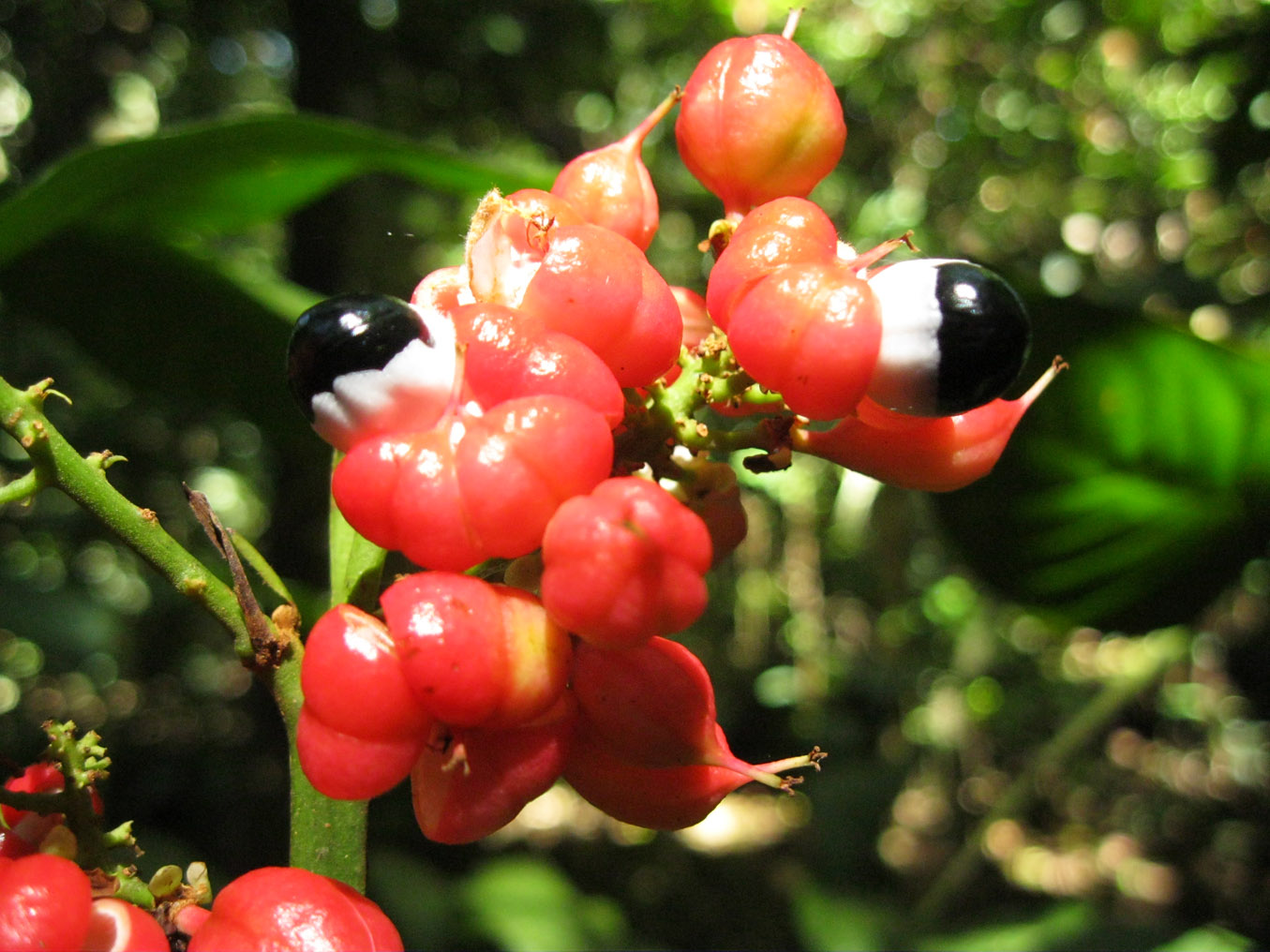 Crab Eye Berry at Maddison Rosenthal blog