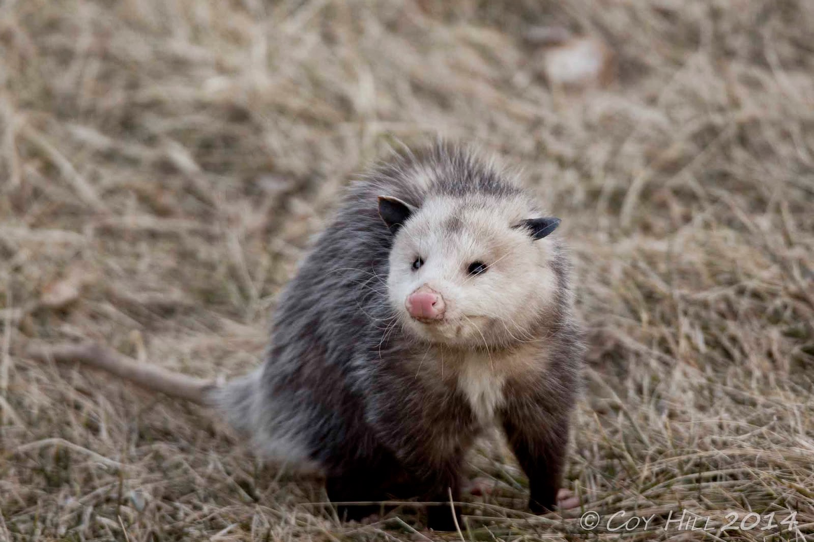 Country Captures: Opossum Encounter