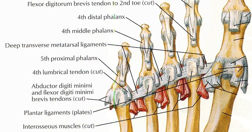 Gi Stink and You!: The Doctor's Office: Toe injuries
