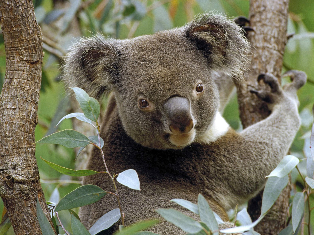 A vida dos Animais na Natureza