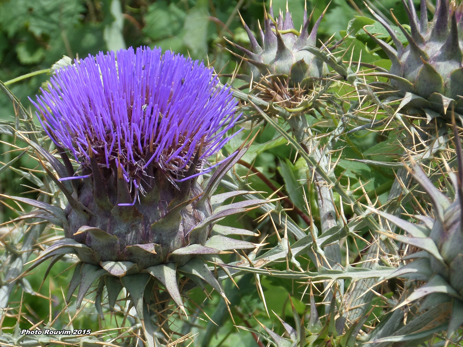ΡΟΔΟΣυλλέκτης: Η χρησιμότητα και τα λουλούδια της αγριαγκινάρας ...