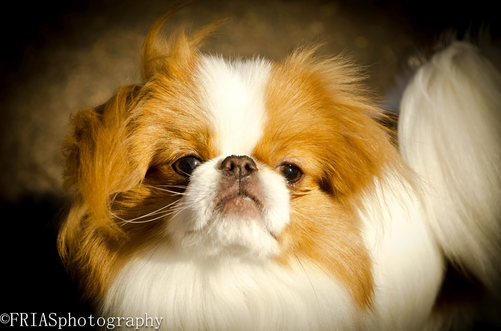 Frias Photography: Pure Essence Therapy & Spa......(P.E.T. Spa!)