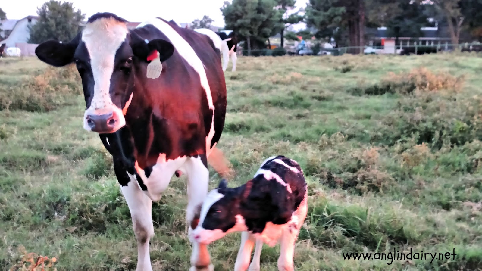 Spotted Cow Review: Labor Day Celebration