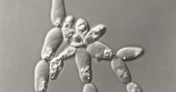 Variety of Life: Microbotryomycetidae