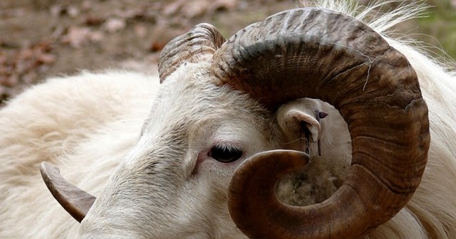 Mythology and Folklore UN-Textbook: South Africa: The Tiger, The Ram ...