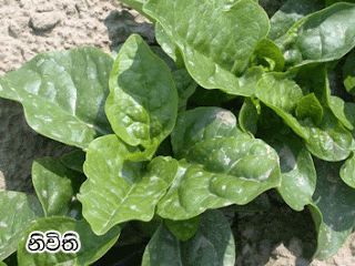 Ayurveda is fast becoming a household: June 2011