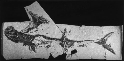 Prehistoric Beast of the Week: Living Fossil: Shark