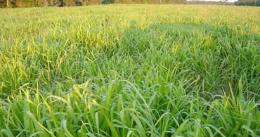 Sistemas Pastoriles : Forraje y Concentrado